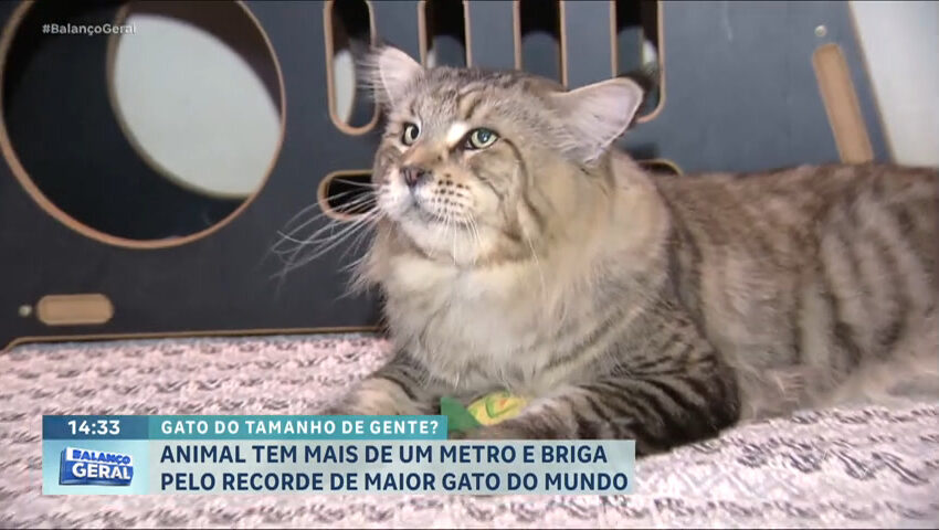 Conheça o gato que concorre ao título de maior gato do mundo pelo ...
